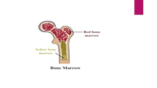 Topic-4 Bone Marrow MLT-403.pptx Free download | PPTX