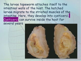 CLASSES_OF_HOstusedinmicrobilogy1-1.pptx