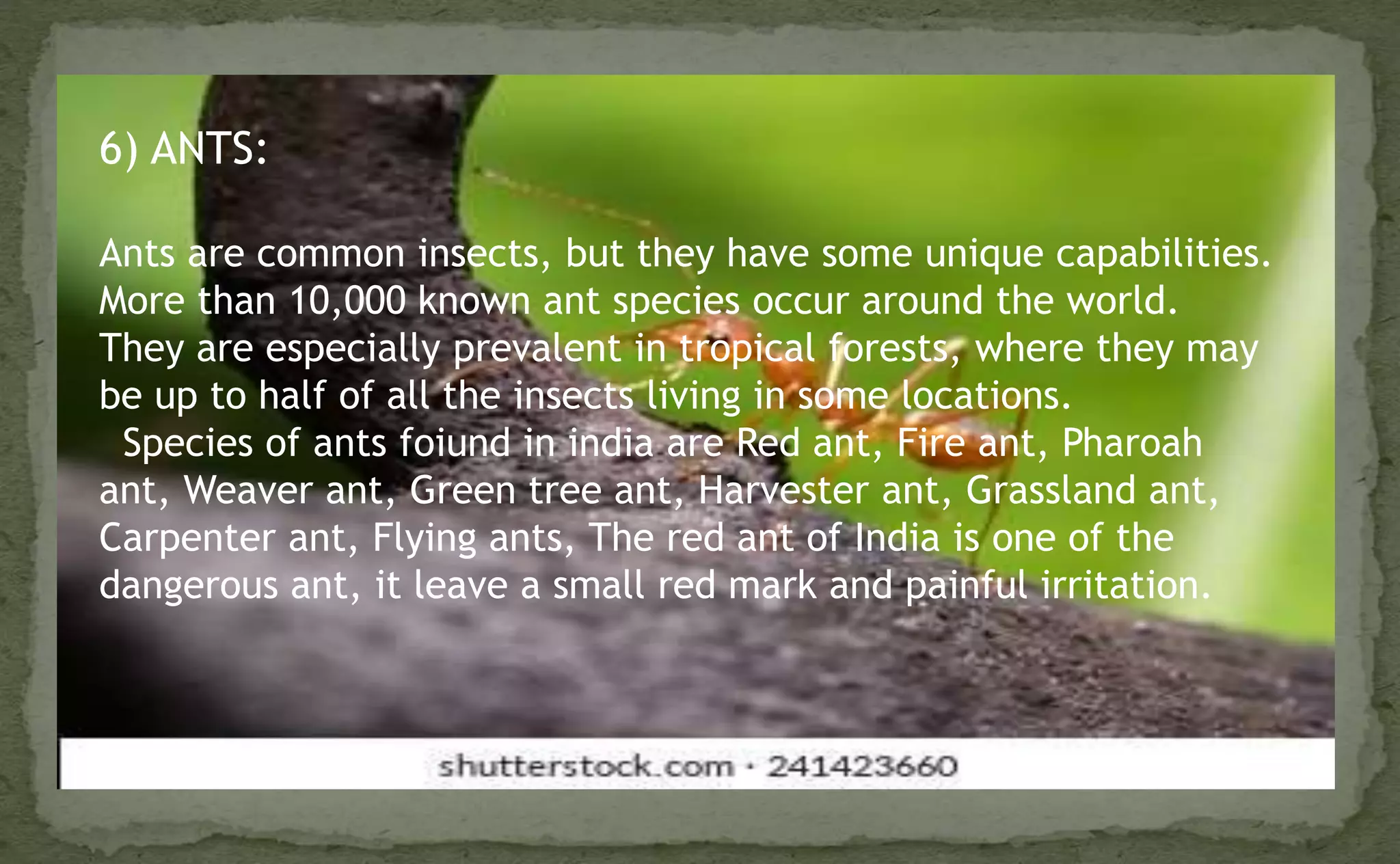 TOPIC- COMMONLY ENCOUNTERED ANIMAL POISONS IN INDIA.pptx