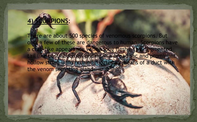 TOPIC- COMMONLY ENCOUNTERED ANIMAL POISONS IN INDIA.pptx