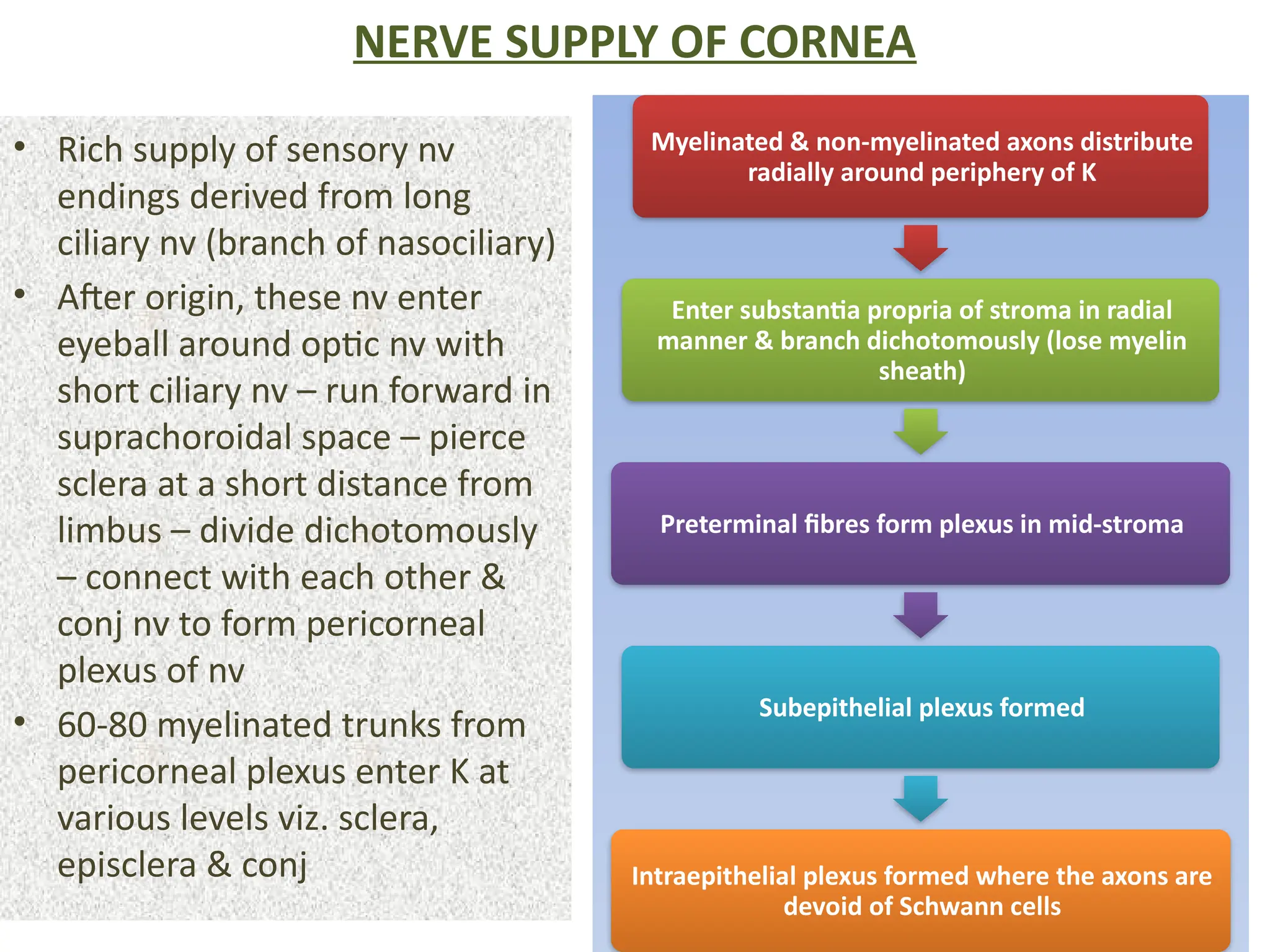 TOPIC - CORNEA - Anatomy and Physiology of cornea BASICS | PPTX