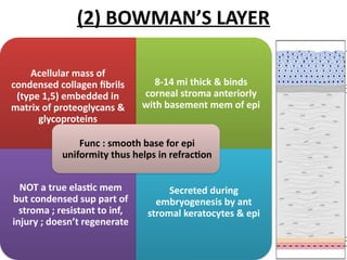 TOPIC - CORNEA - Anatomy and Physiology of cornea BASICS | PPTX