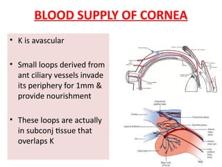 TOPIC - CORNEA - Anatomy and Physiology of cornea BASICS | PPTX