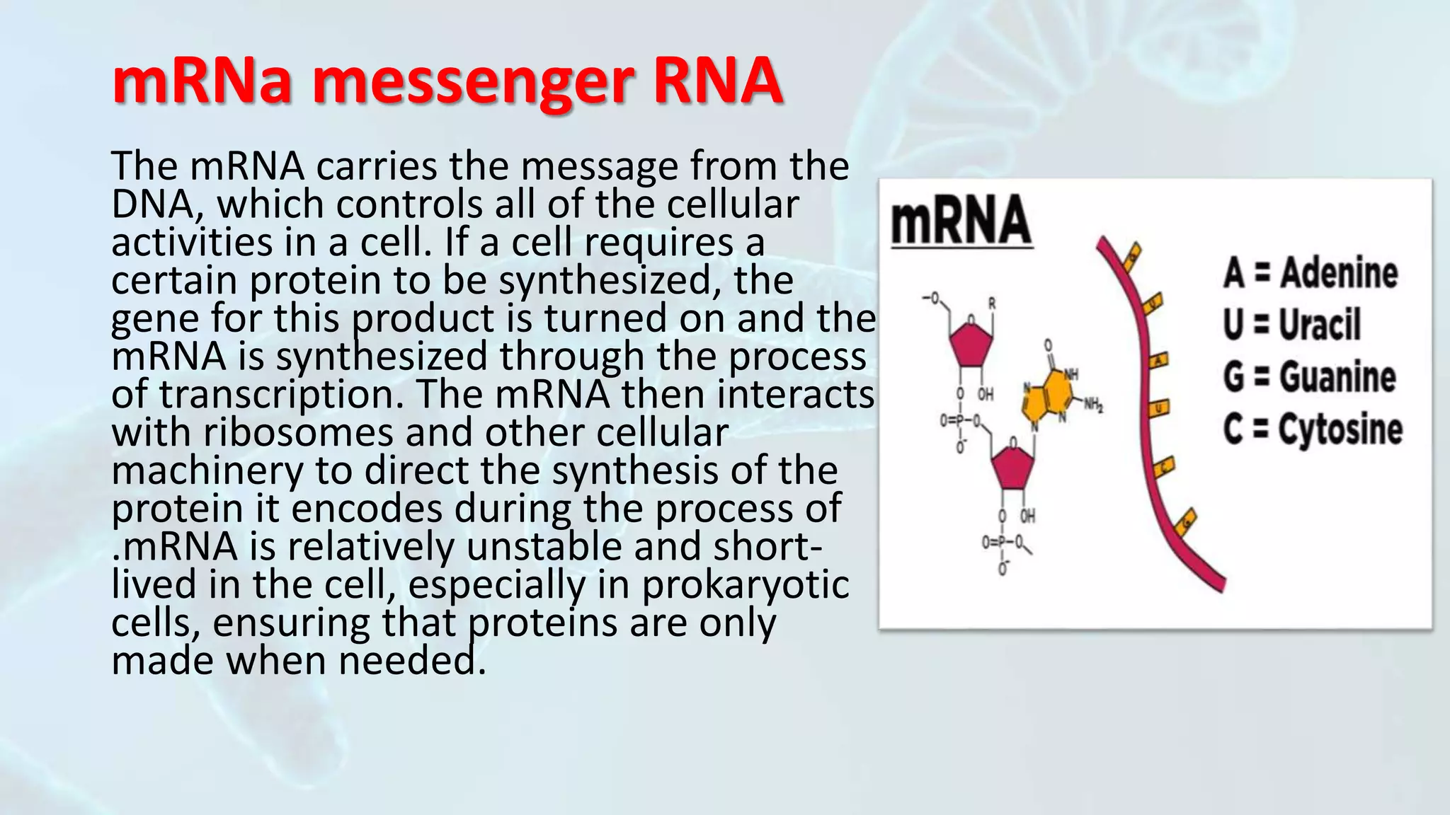 TOPIC- DIFFERENT TYPES OF RNA, THEIR SYNTHESIS AND STRUCTURE.pptx