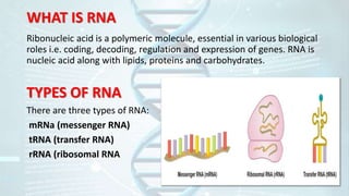 TOPIC- DIFFERENT TYPES OF RNA, THEIR SYNTHESIS AND STRUCTURE.pptx