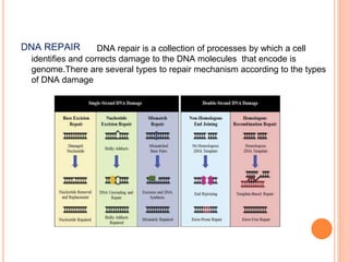 TOPIC-DNA repair mechanism and their types.pptx