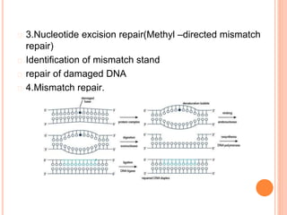 TOPIC-DNA repair mechanism and their types.pptx