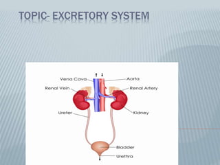 TOPIC- EXCRETORY SYSTEM.pptx