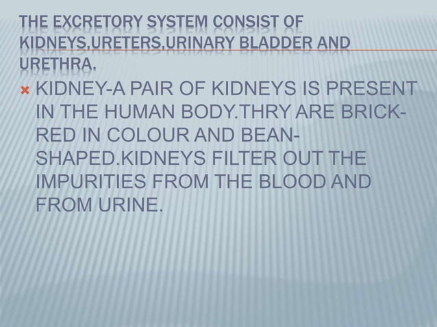 TOPIC- EXCRETORY SYSTEM.pptx