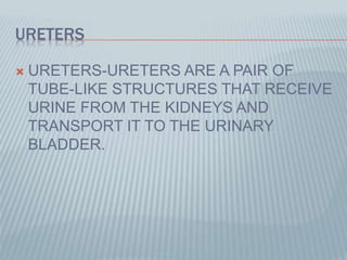 TOPIC- EXCRETORY SYSTEM.pptx