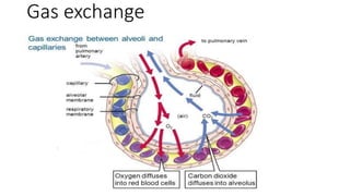 TOPIC - GAS EXCHANGE IN HUMANS IGCSE VERY HELPFUL | PPTX