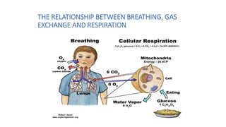 TOPIC - GAS EXCHANGE IN HUMANS IGCSE VERY HELPFUL | PPTX