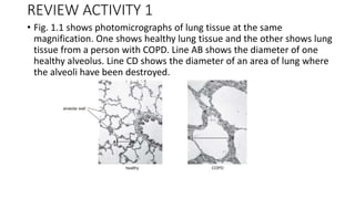 TOPIC - GAS EXCHANGE IN HUMANS IGCSE VERY HELPFUL | PPTX