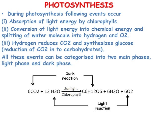 Photosynthesis (class 10) | PPTX