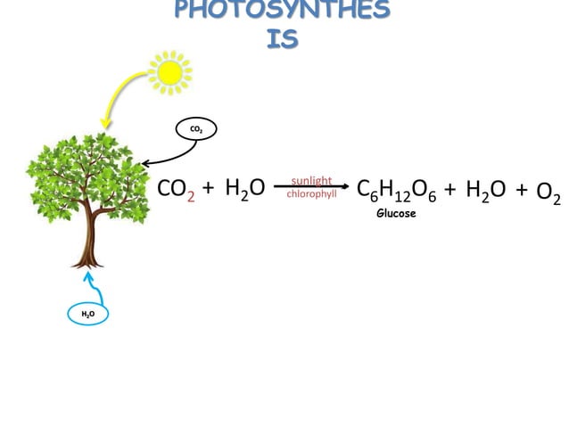 Photosynthesis (class 10) | PPTX