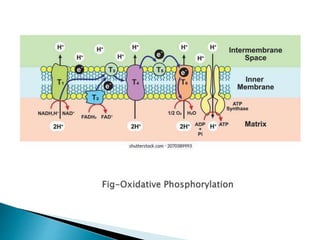 TOPIC-OXIDATIVE and PHOSPHORYLATION.pptx