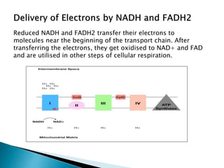 TOPIC-OXIDATIVE and PHOSPHORYLATION.pptx