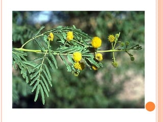 Topic pale catechu basant | PPTX