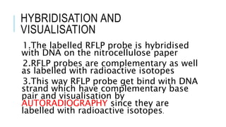 TOPIC-RESTRICTION FRAGMENT LENGTH POLYMORPHISM [RFLP].pptx