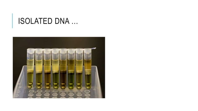 TOPIC-RESTRICTION FRAGMENT LENGTH POLYMORPHISM [RFLP].pptx