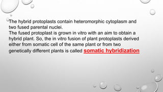 Somatic Hybridization | PPT