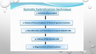 Somatic Hybridization | PPT