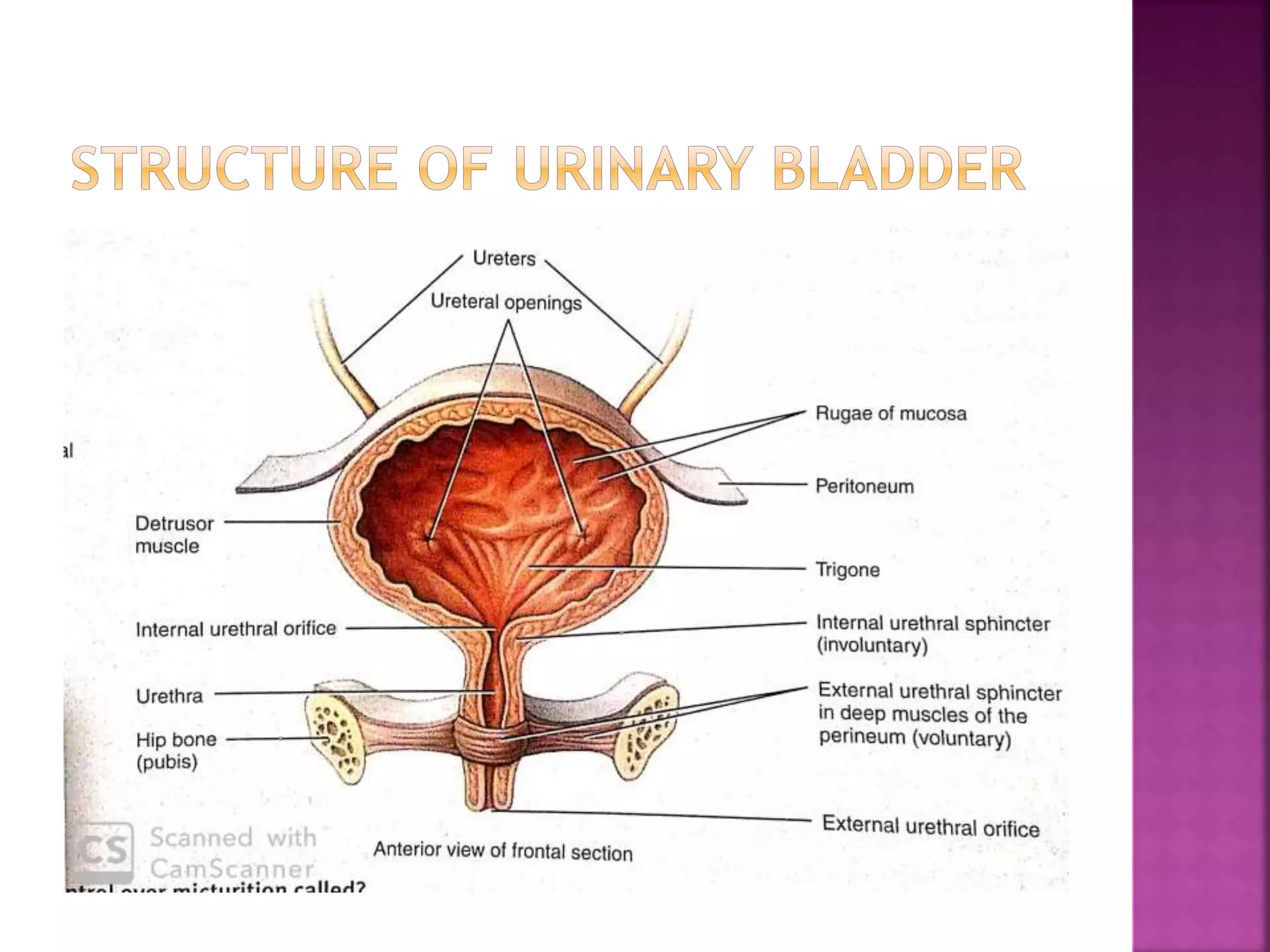 Topic urinary bladder | PPTX