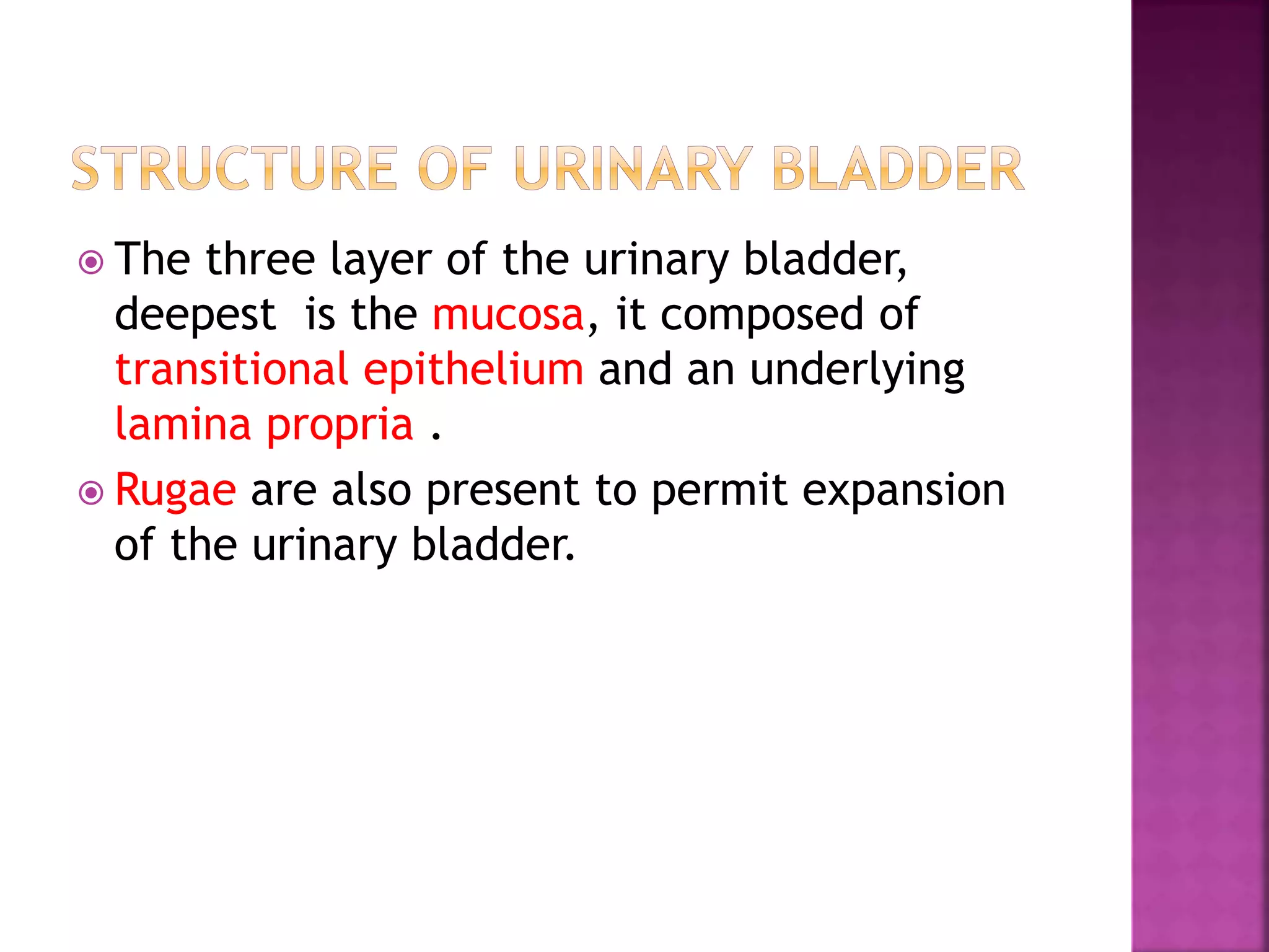 Topic urinary bladder | PPTX