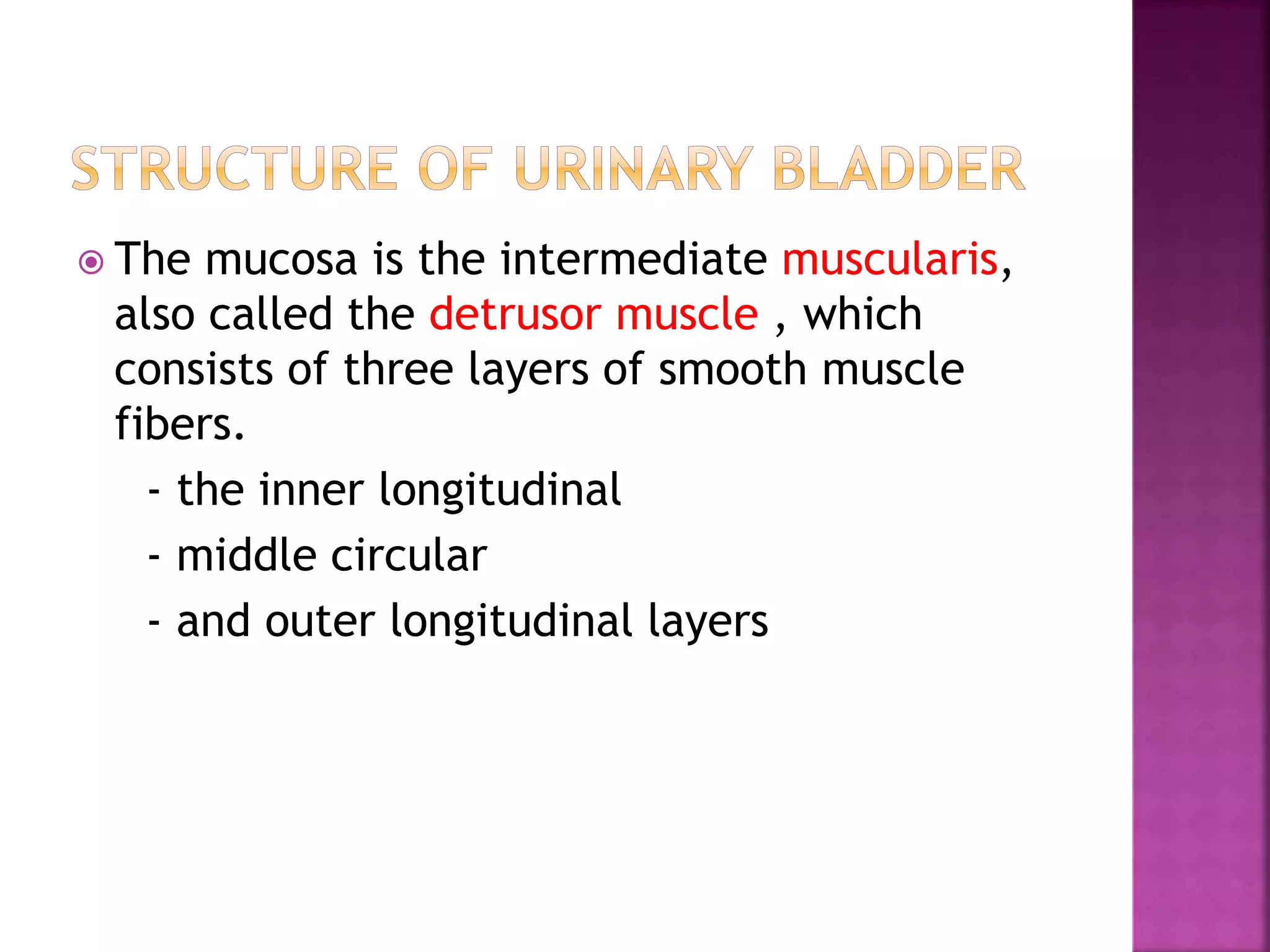 Topic urinary bladder | PPTX