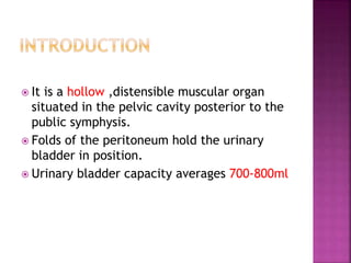 Topic urinary bladder | PPT