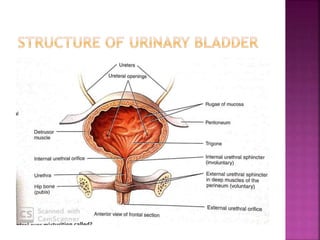 Topic urinary bladder | PPT