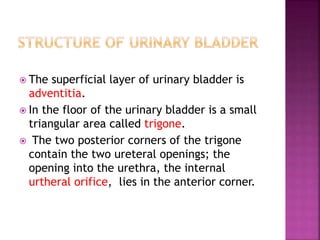 Topic urinary bladder | PPT