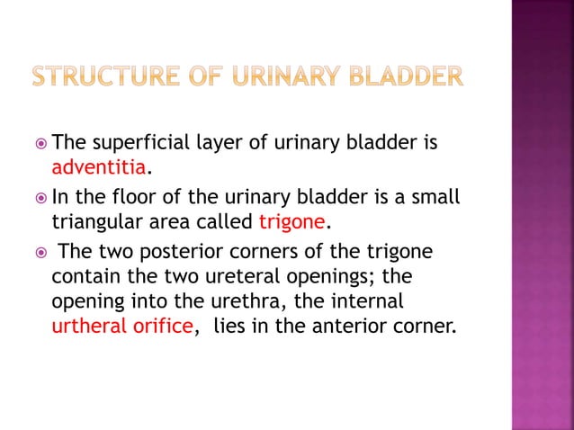 Topic urinary bladder | PPT