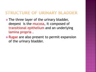 Topic urinary bladder | PPT