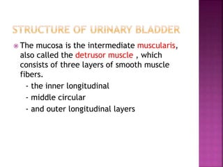 Topic urinary bladder | PPT