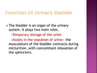 Topic urinary bladder | PPT