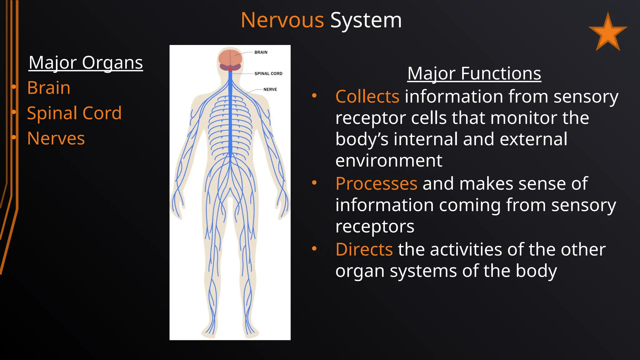 Topic 01 - An Organ Systems Overview.pptx
