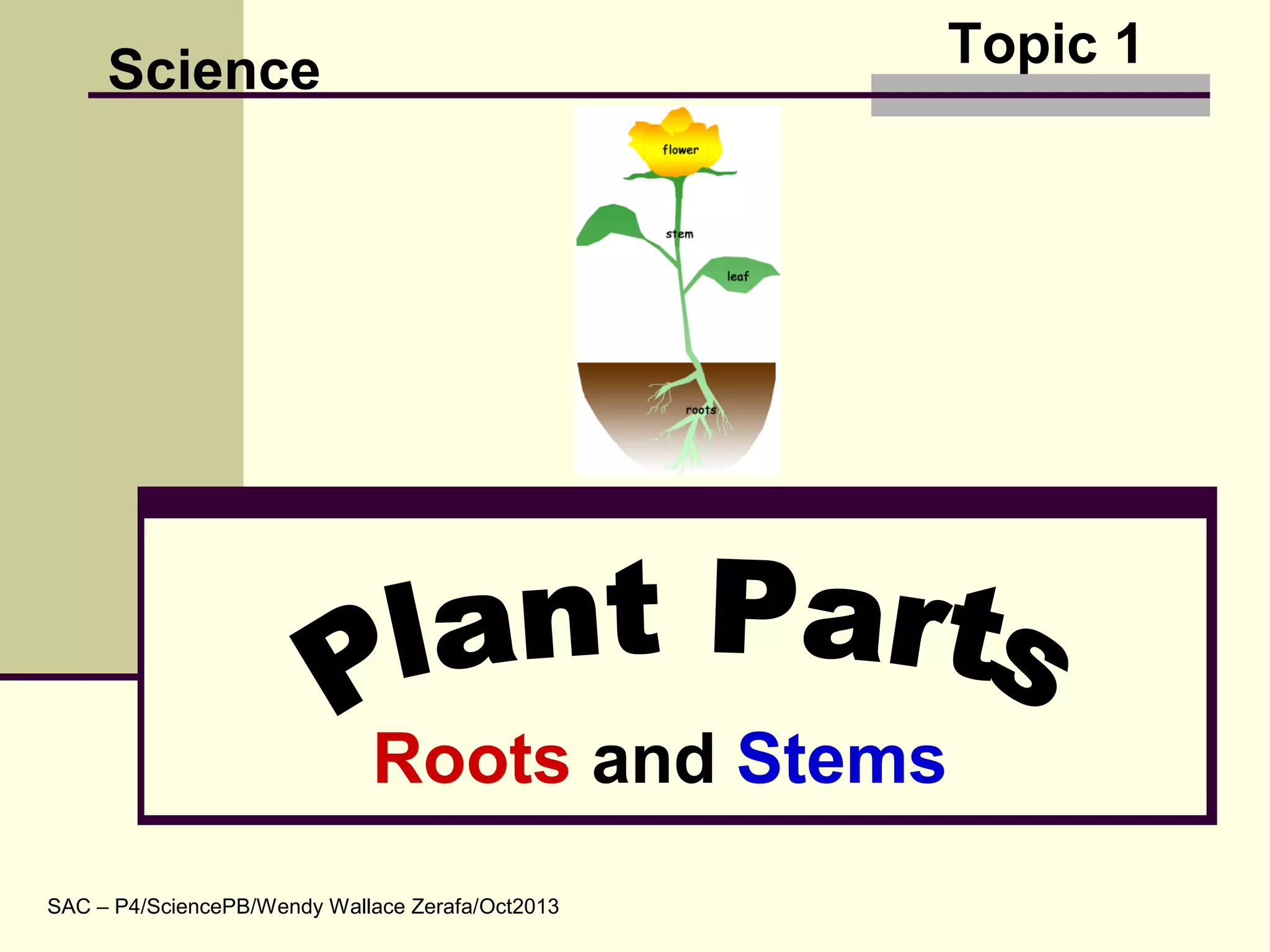 Science - Topic 01: Plant Parts - roots and stems | PPT