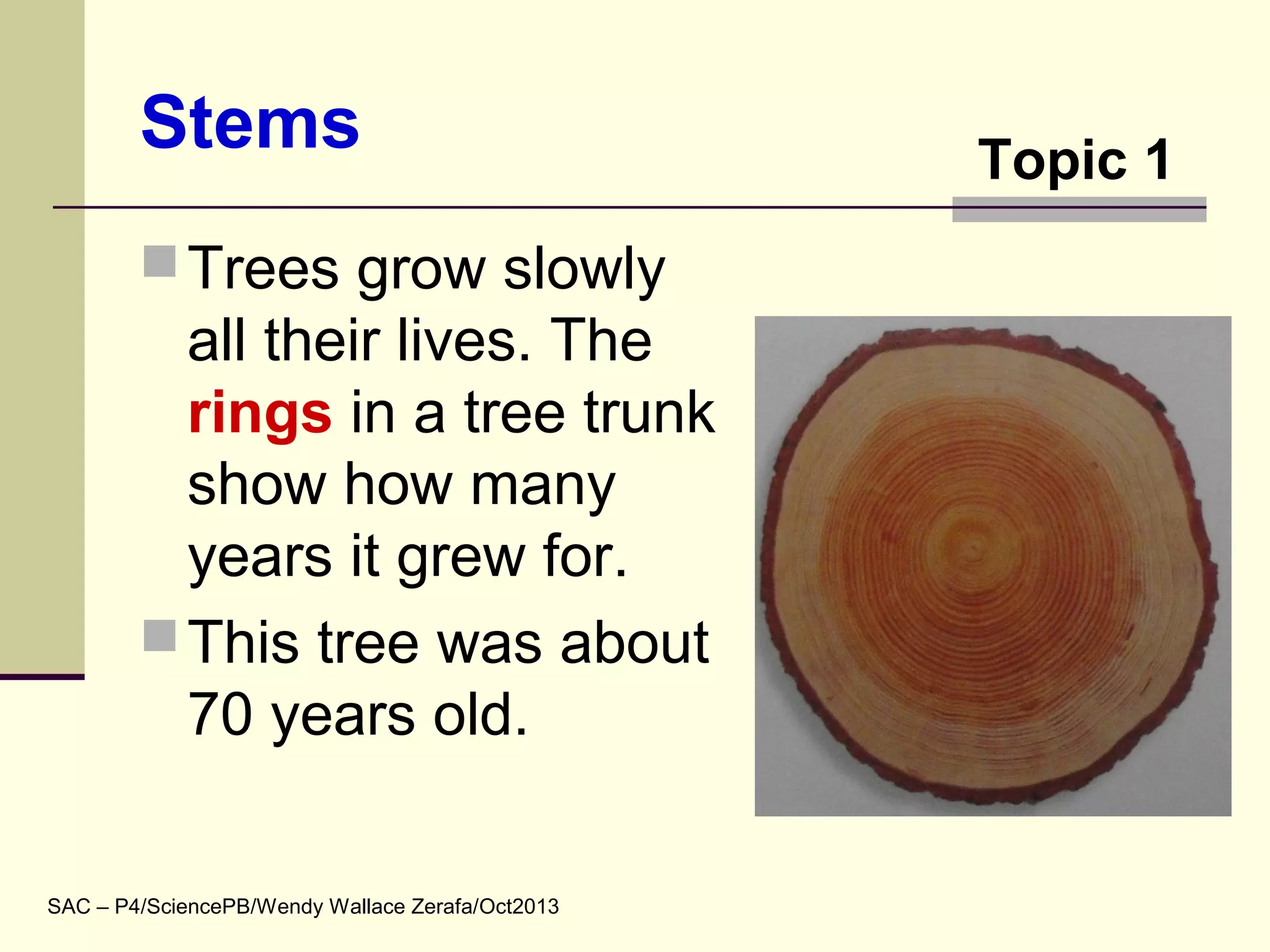 Science - Topic 01: Plant Parts - roots and stems | PPT