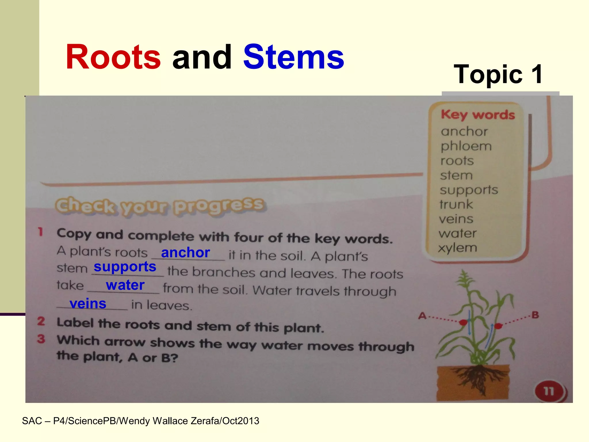 Science - Topic 01: Plant Parts - roots and stems | PPT