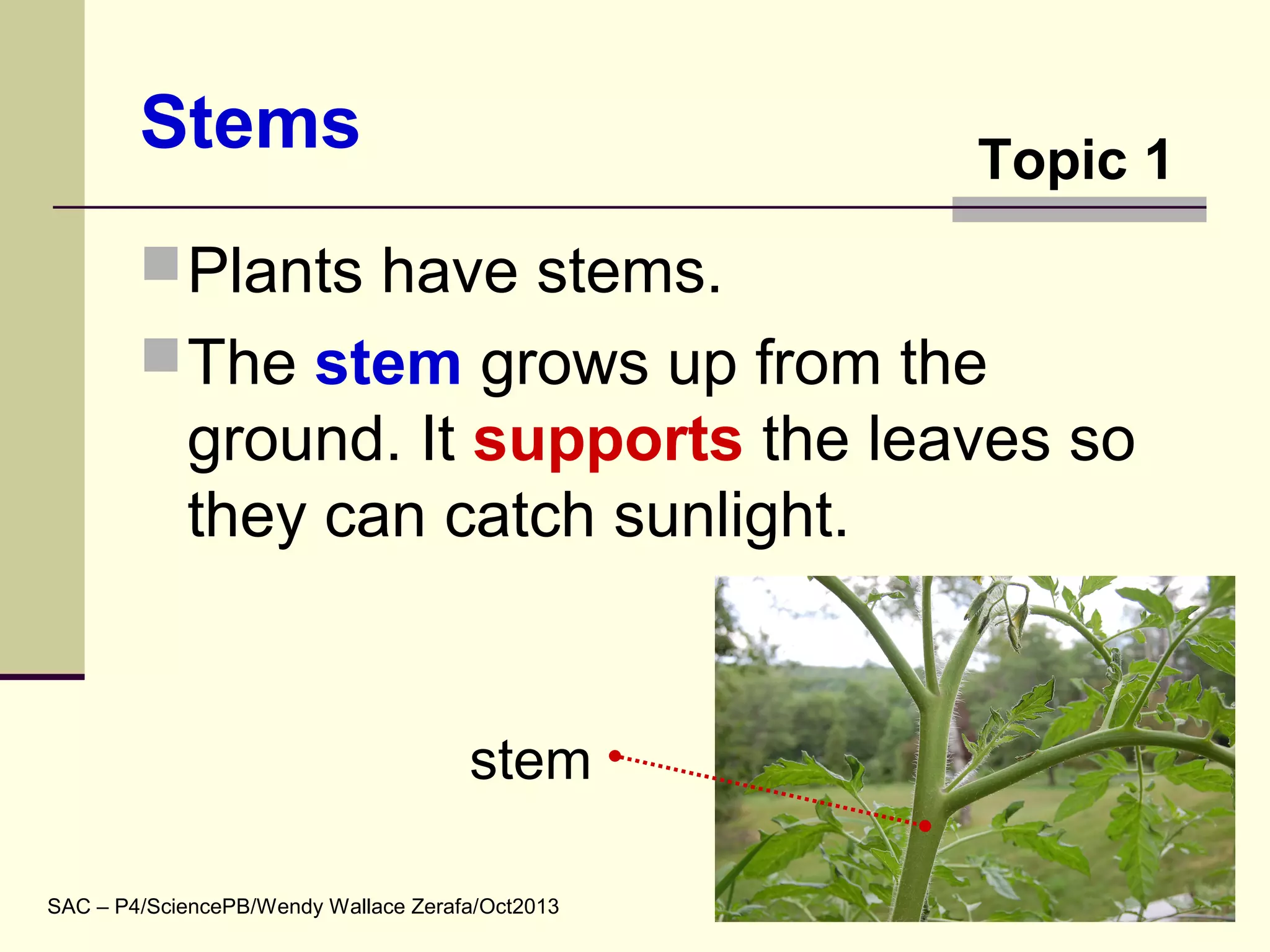 Science - Topic 01: Plant Parts - roots and stems | PPT