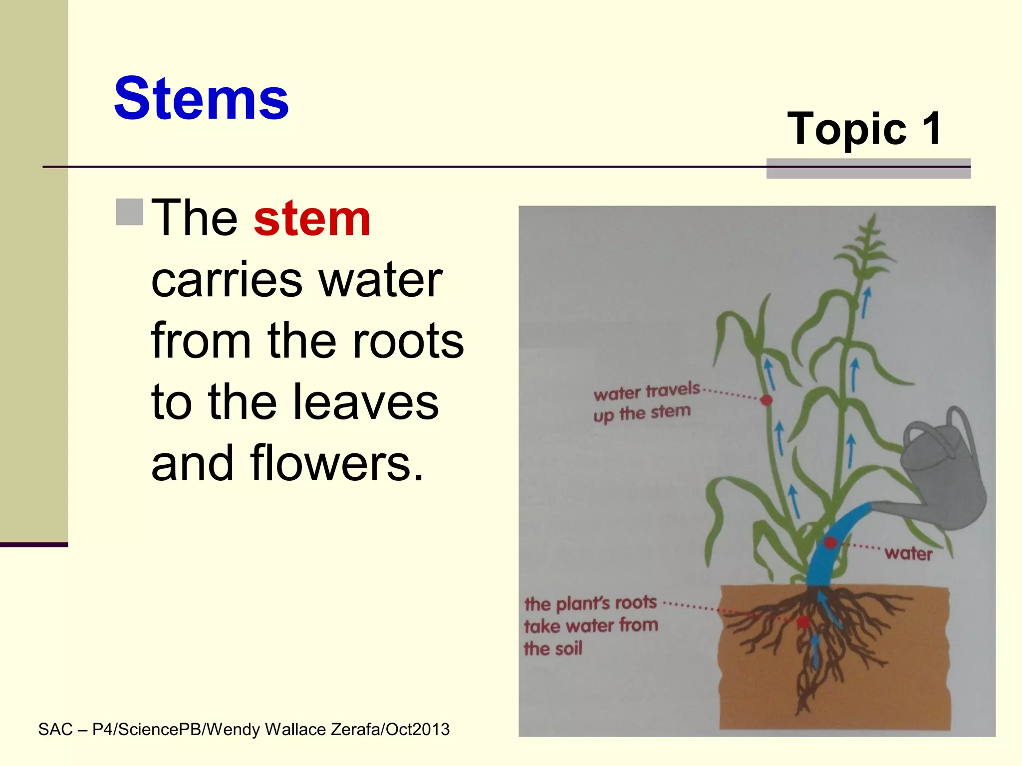 Science - Topic 01: Plant Parts - roots and stems | PPT