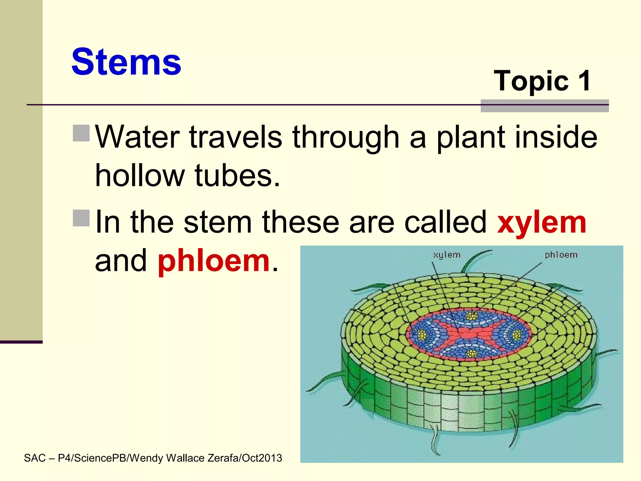 Science - Topic 01: Plant Parts - roots and stems | PPT