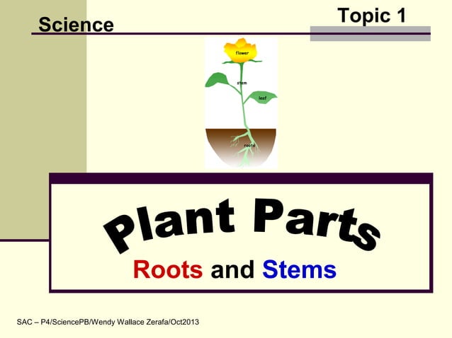 Science - Topic 01: Plant Parts - roots and stems | PPT
