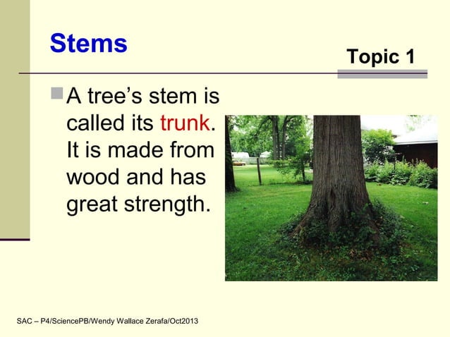 Science - Topic 01: Plant Parts - roots and stems | PPT
