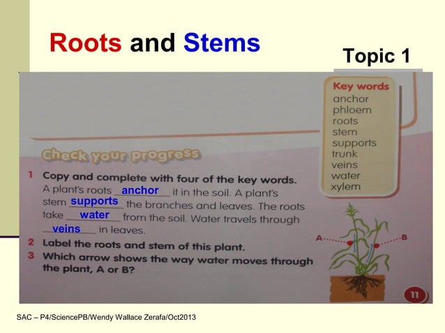 Science - Topic 01: Plant Parts - roots and stems | PPT
