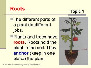 Science - Topic 01: Plant Parts - roots and stems | PPT