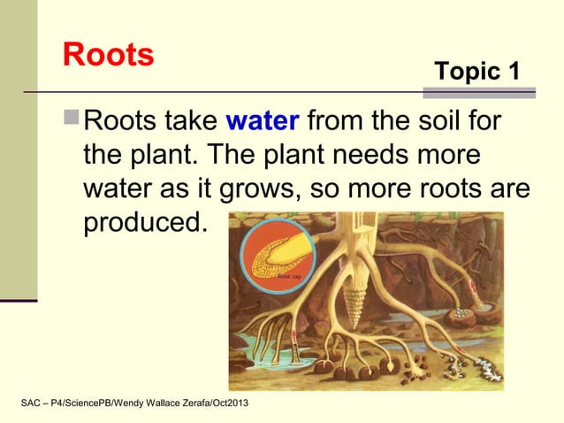 Science - Topic 01: Plant Parts - roots and stems | PPT