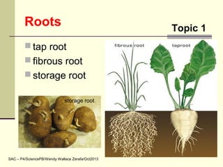 Science - Topic 01: Plant Parts - roots and stems | PPT