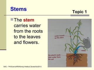 Science - Topic 01: Plant Parts - roots and stems | PPT